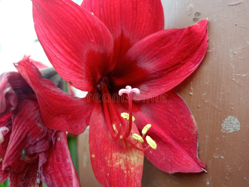 Red Lily Blooms with it Nectar Spread Stock Photo - Image of flowers ...