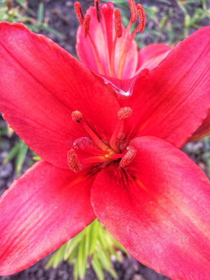 Red lily stock image. Image of lily, blossom, garden - 123105677
