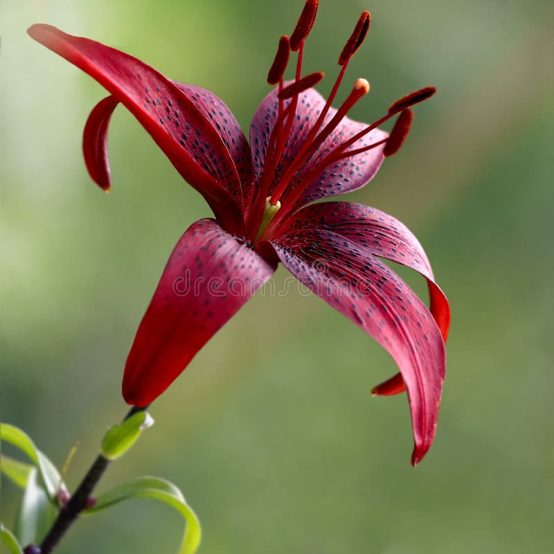 Red lily bud stock photo. Image of stamens, nature, flora - 174749432