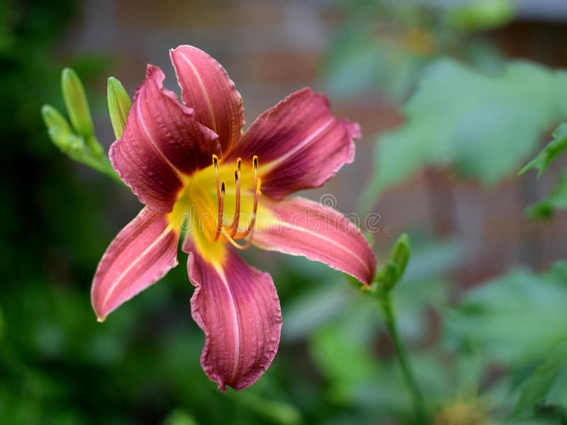 Red Ornamental Lily stock photo. Image of flower, focus - 70415858