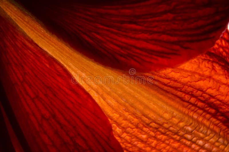 Red lily detail stock photo. Image of elegant, passion - 32435972