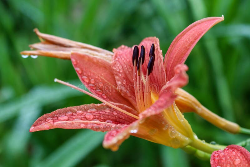 Red lily with dew drops stock photo. Image of blossom - 182839716