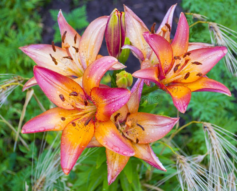 Red Lily Flower. Lily Flower Stock Image - Image of bloom, macro: 106792361