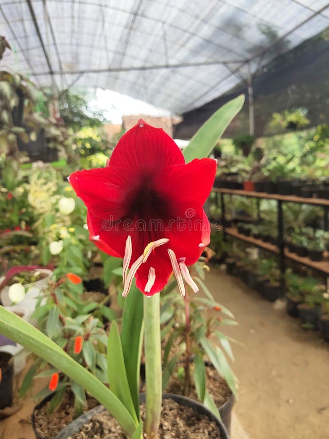 Red Lily flower stock photo. Image of garden, plant - 262310420