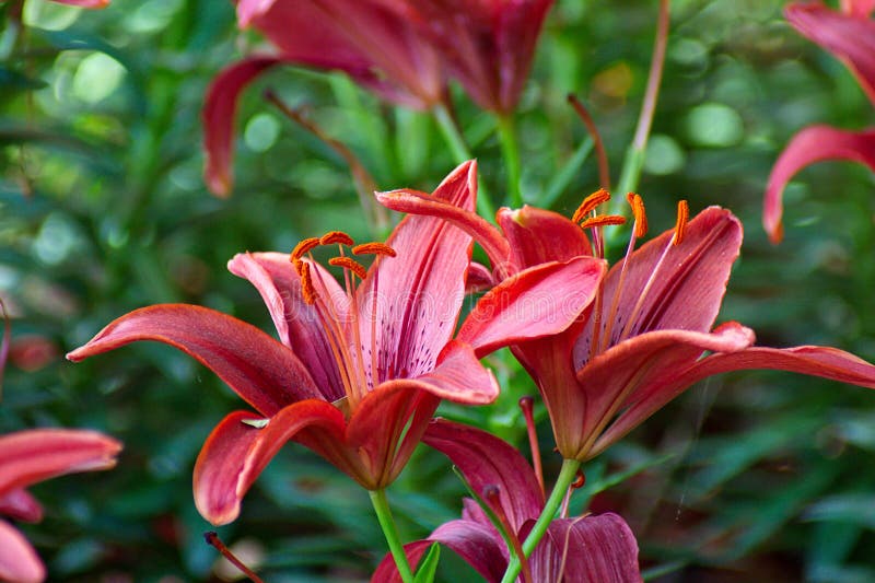 Red lily flower stock image. Image of macro, bloom, green - 69322287