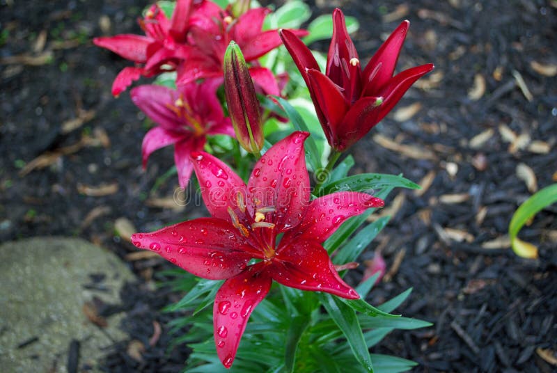 Red Lily Flower Blooming Early in the Season Spring Stock Image - Image ...