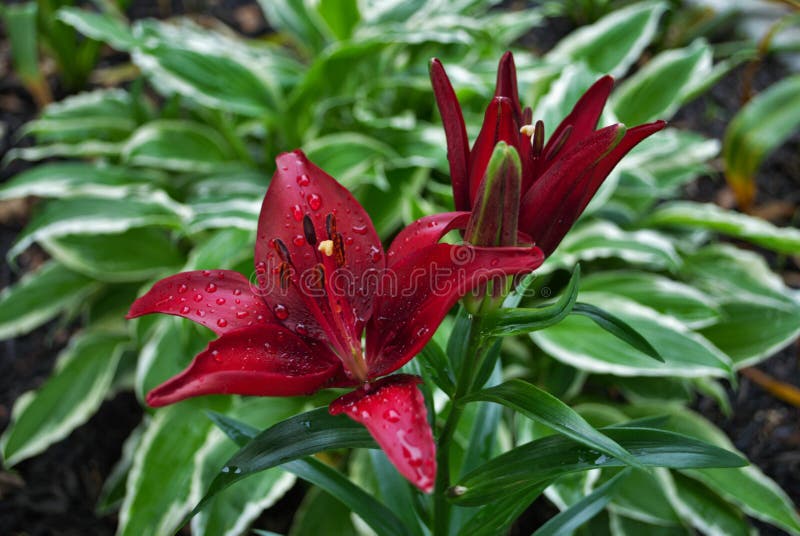 Red Lily Flower Blooming Early in the Season Spring Stock Image - Image ...