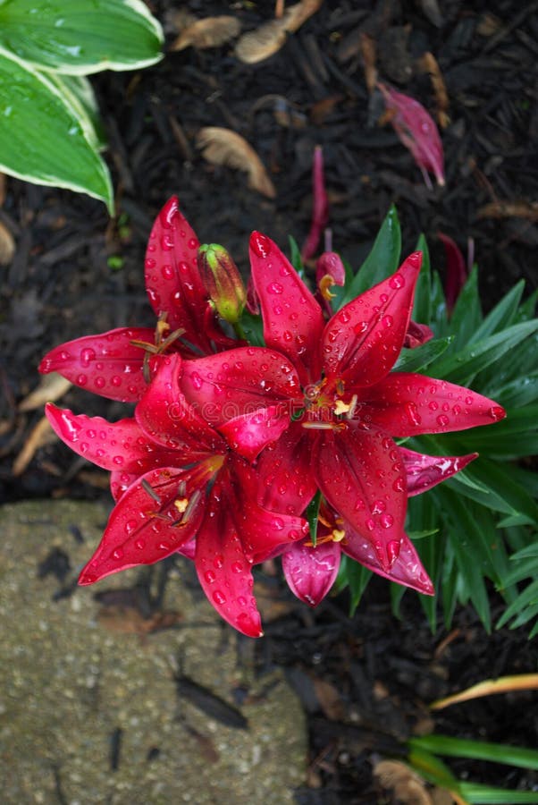 Red Lily Flower Blooming Early in the Season Spring Stock Photo - Image ...