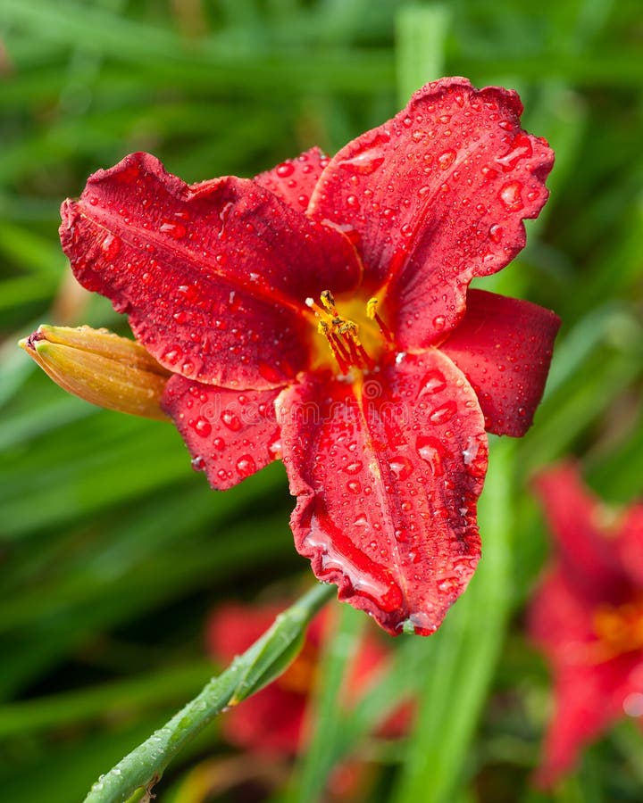 Red lily flower stock photo. Image of garden, close, blossom - 74308130