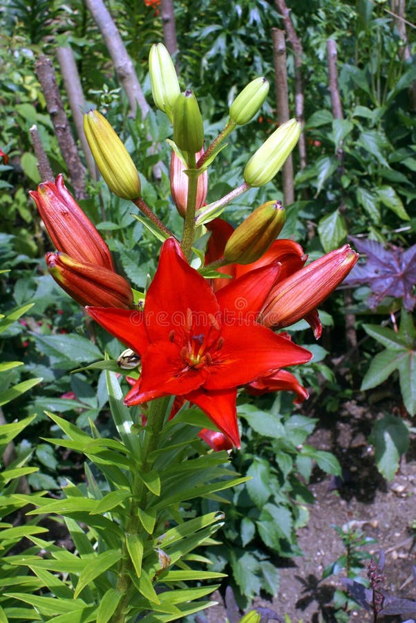 Red lily flower stock image. Image of park, flower, growing - 65371991