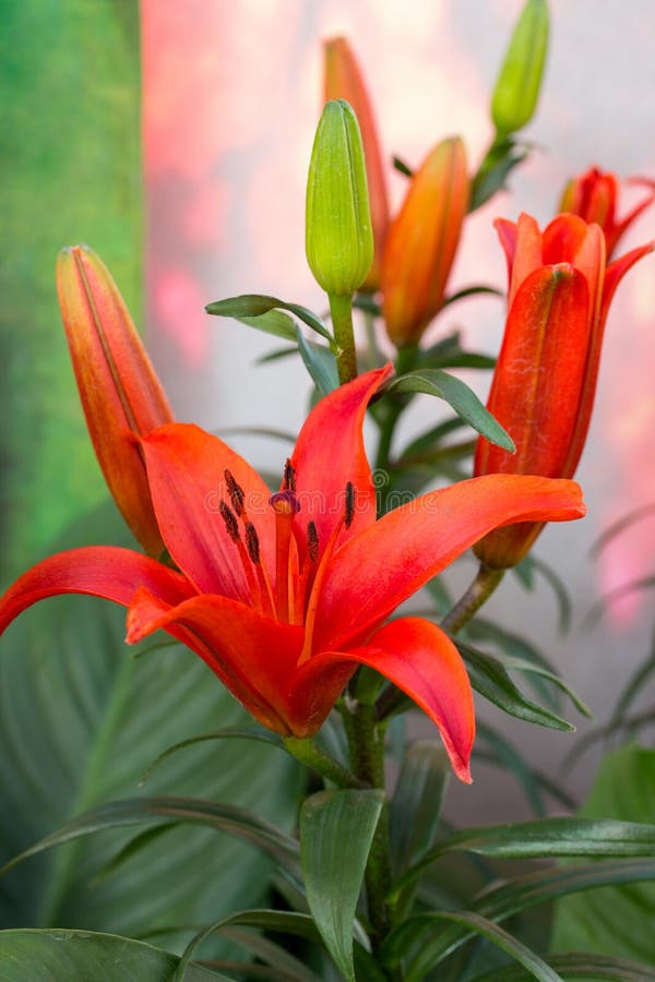 Red lily flower stock image. Image of detail, outdoor - 86763339