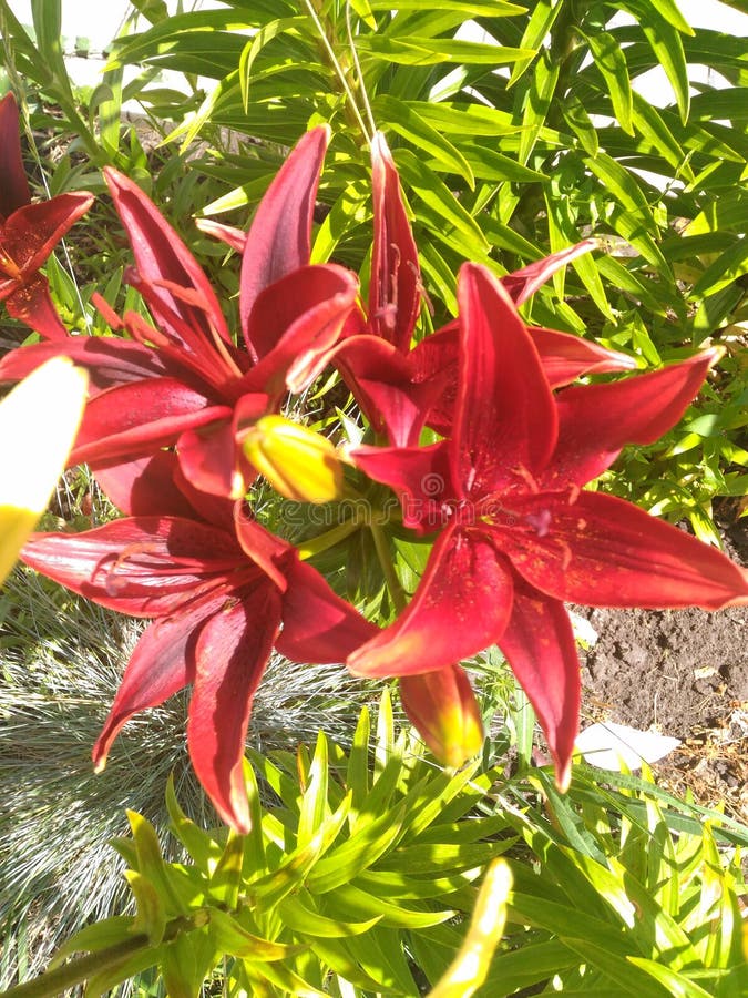 Red lily stock photo. Image of plant, garden, lily, flower - 153355024