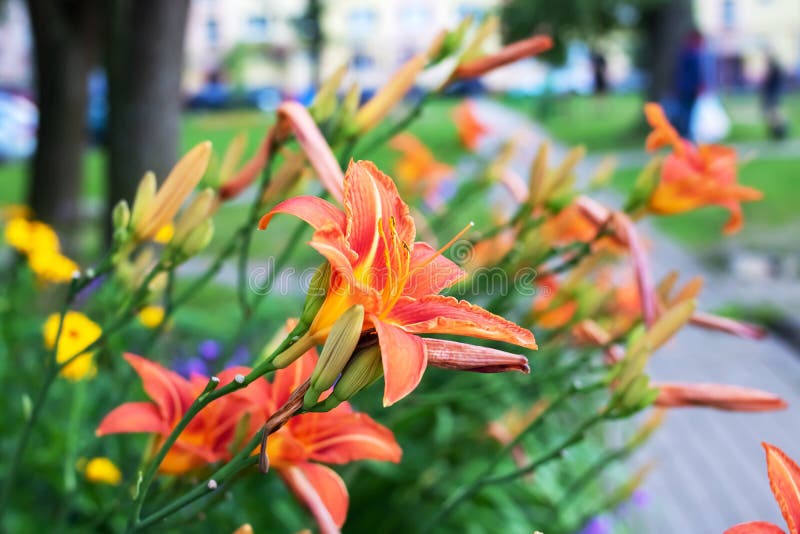 Red Lily Flower among the Greenery Close Up Stock Image - Image of ...