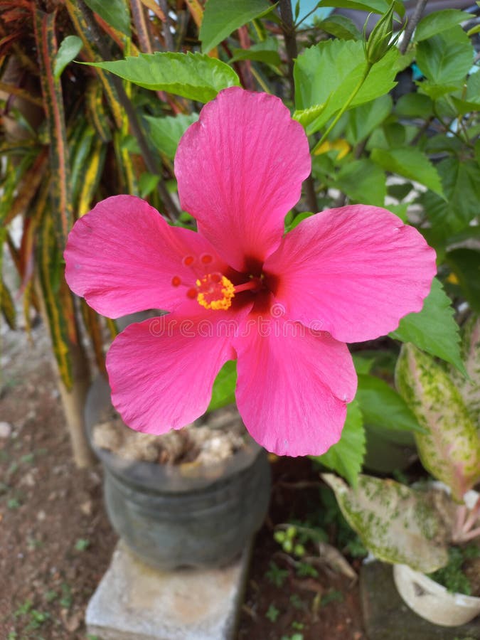 Red lily flower in yard stock photo. Image of flower - 267655046