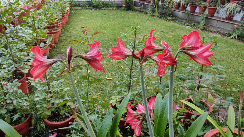 Red Lily Flowers or Easter Lily in the Garden Stock Image - Image of ...
