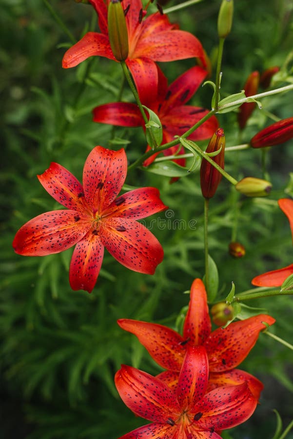 Red Lily Flowers in the Summer Garden Stock Image - Image of lily ...