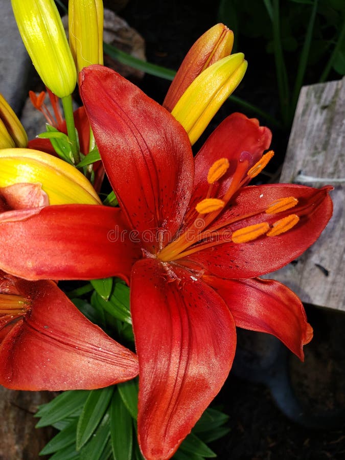 Red Lily in Full Bloom Maryland Stock Photo - Image of bloom, lily ...