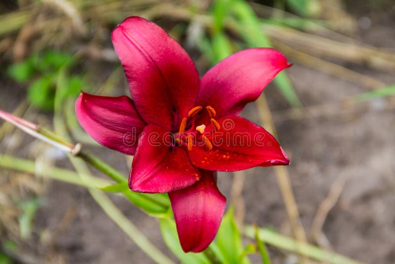 Red lily in garden stock image. Image of colorful, gardening - 179586749