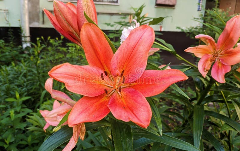 Red lily in the garden stock photo. Image of shrub, rose - 250956720