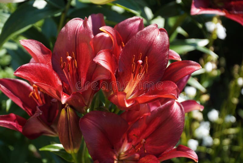 Red Lily in the Garden, Close-up Stock Image - Image of bouquet ...