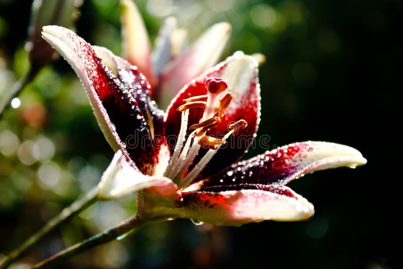 Red lily in garden stock photo. Image of bloom, closeup - 93038400