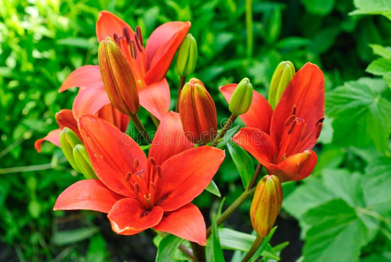 Red Lily Macro in Summer Day Stock Image - Image of stamen, summer ...