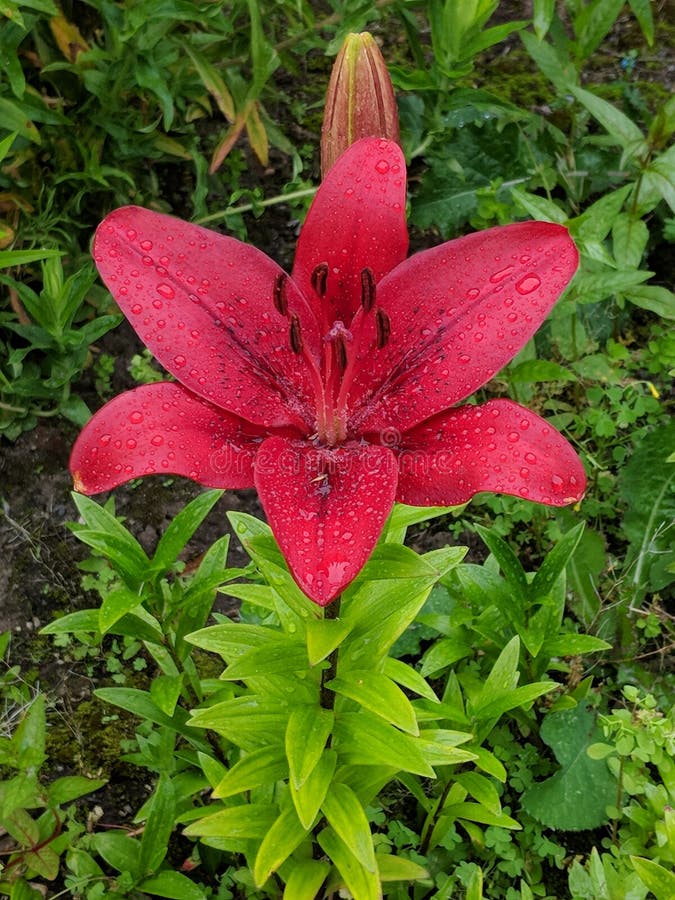 Red lily stock photo. Image of nice, deep, standing - 124100996