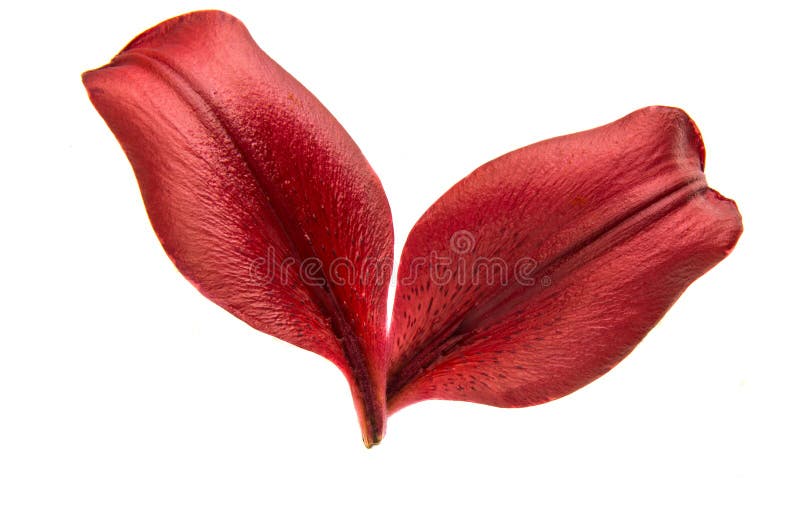 Lily petal stock image. Image of close, smell, pink, natural - 4646005