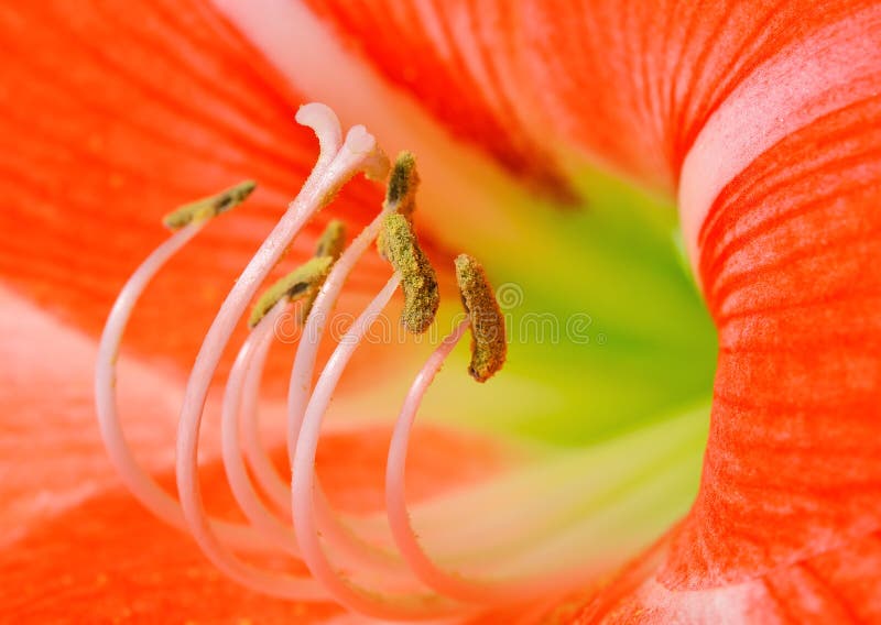 Red lily pollen stock image. Image of blooming, liliaceae - 57490067