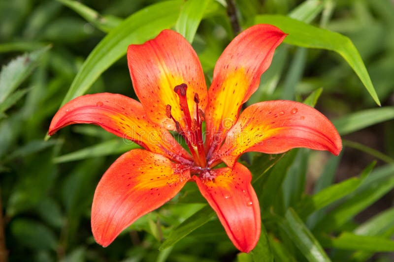 Red lily stock image. Image of flower, scarlet, plant - 188909819