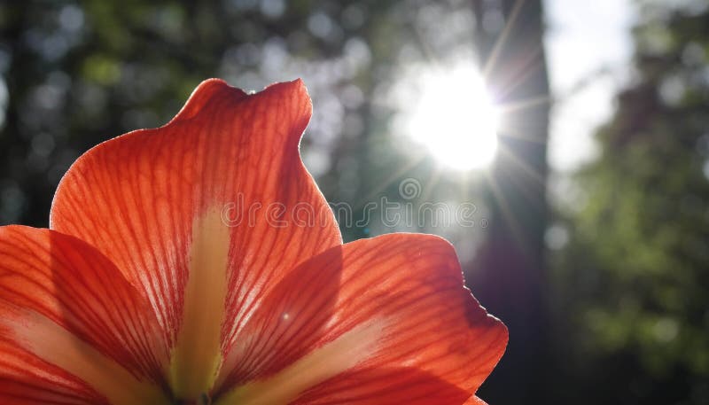 919 Shining Lily Stock Photos - Free & Royalty-Free Stock Photos from ...