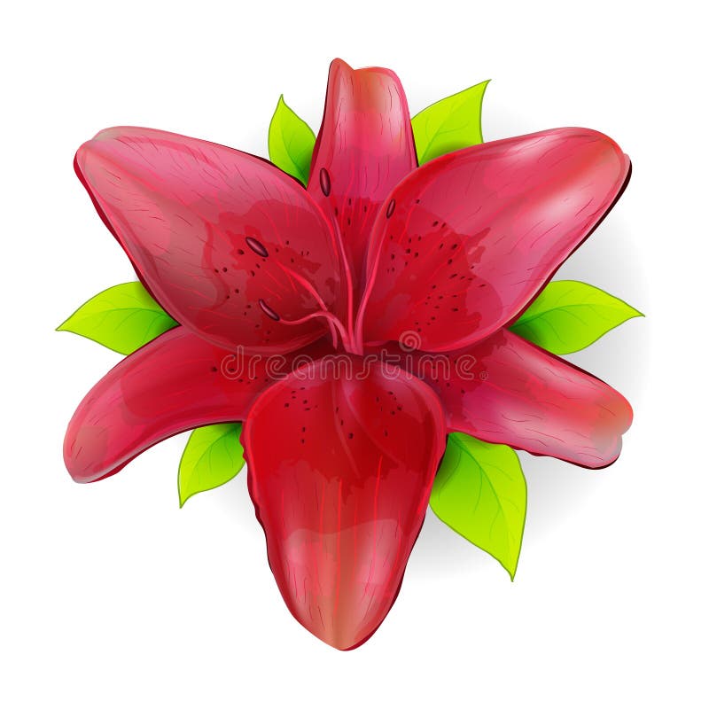Red lily stock vector. Illustration of botany, flower - 73945922