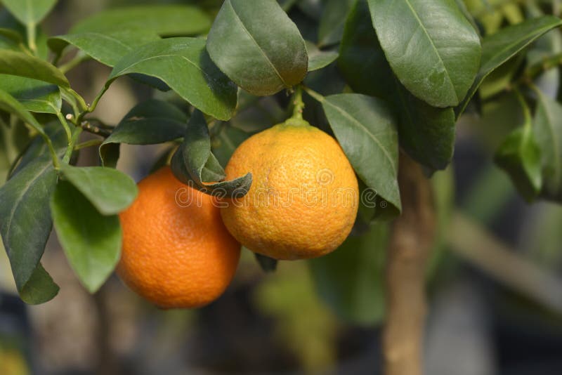 Red Lime Citrus Tree stock image. Image of tree, lime - 258531077
