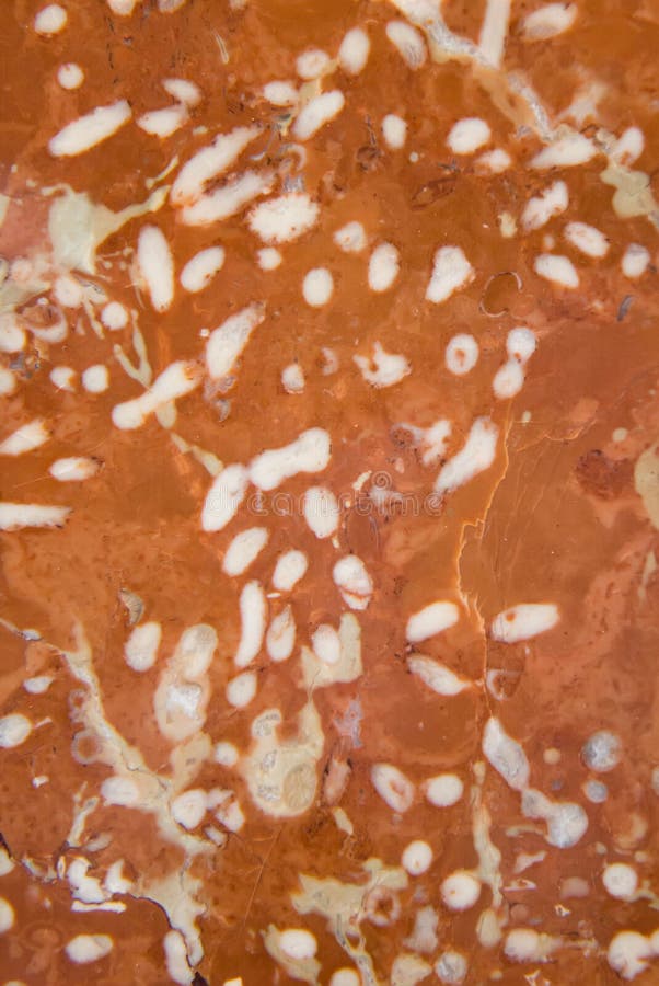 Red limestone with fossils stock image. Image of marble - 94976251