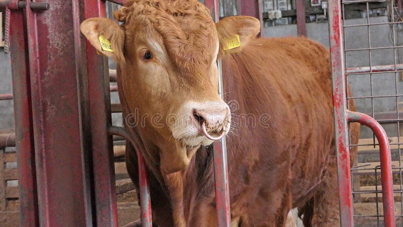 Red Limousine Bull with a Ring in Its Nose Stock Image - Image of bull ...
