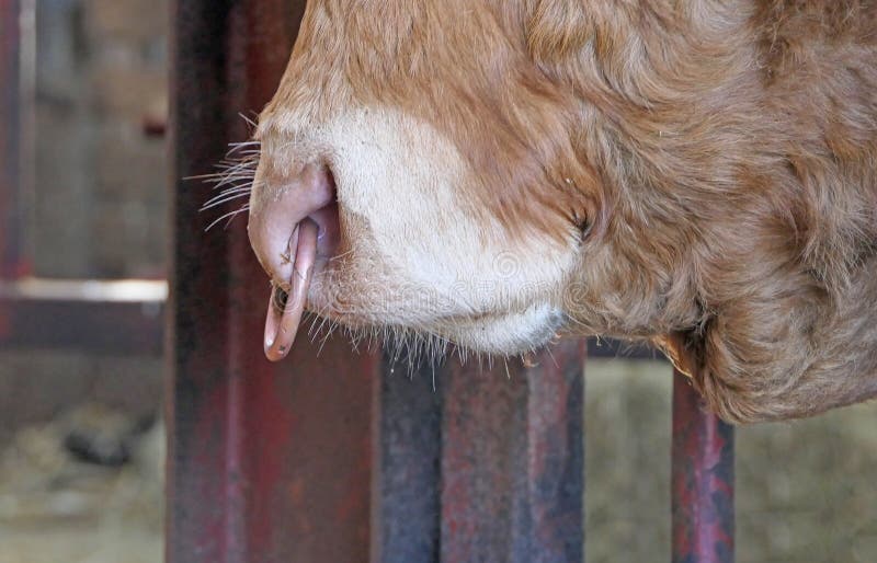 Red Limousine Bull with a Ring in Nose in Shed on a Farm Stock Image ...
