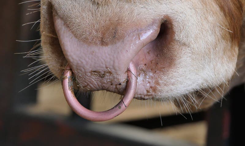Red Limousine Bull with a Ring in Nose in Shed on a Farm Stock Photo ...