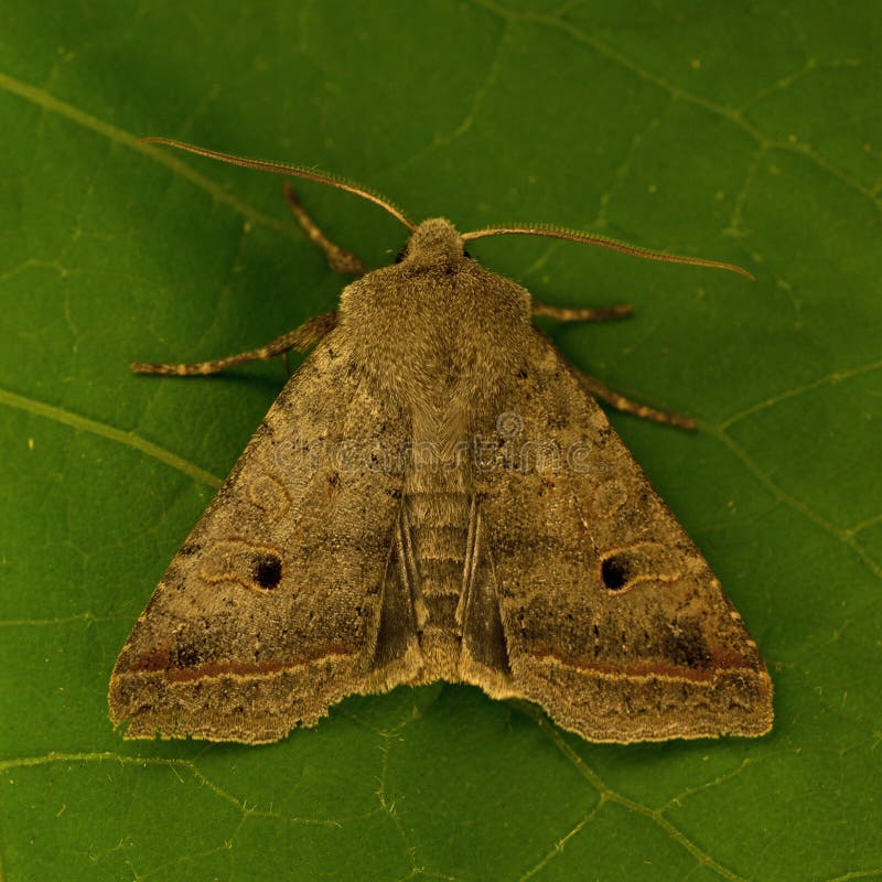 The Red-line Quaker, Agrochola Lota Stock Photo - Image of brindled ...