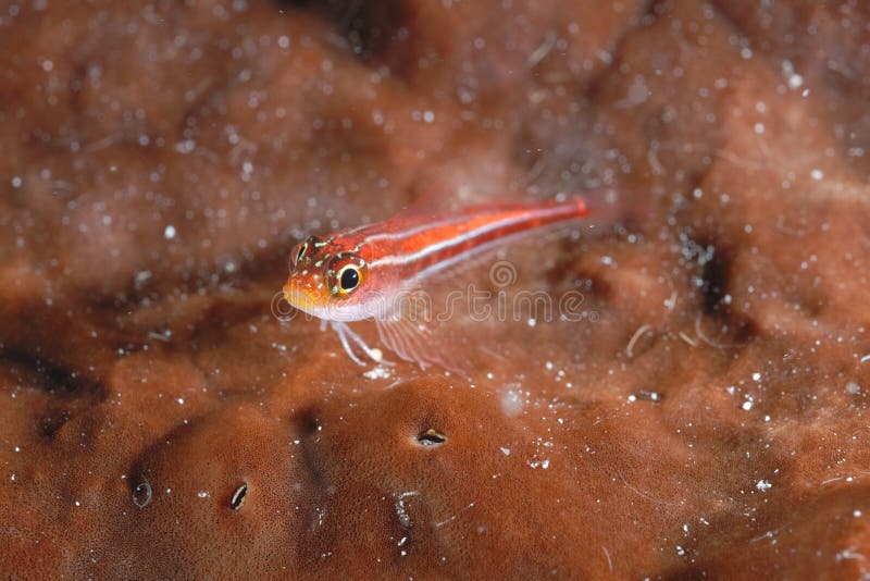 A red lined pygmy goby stock photo. Image of swim, animal - 223788474