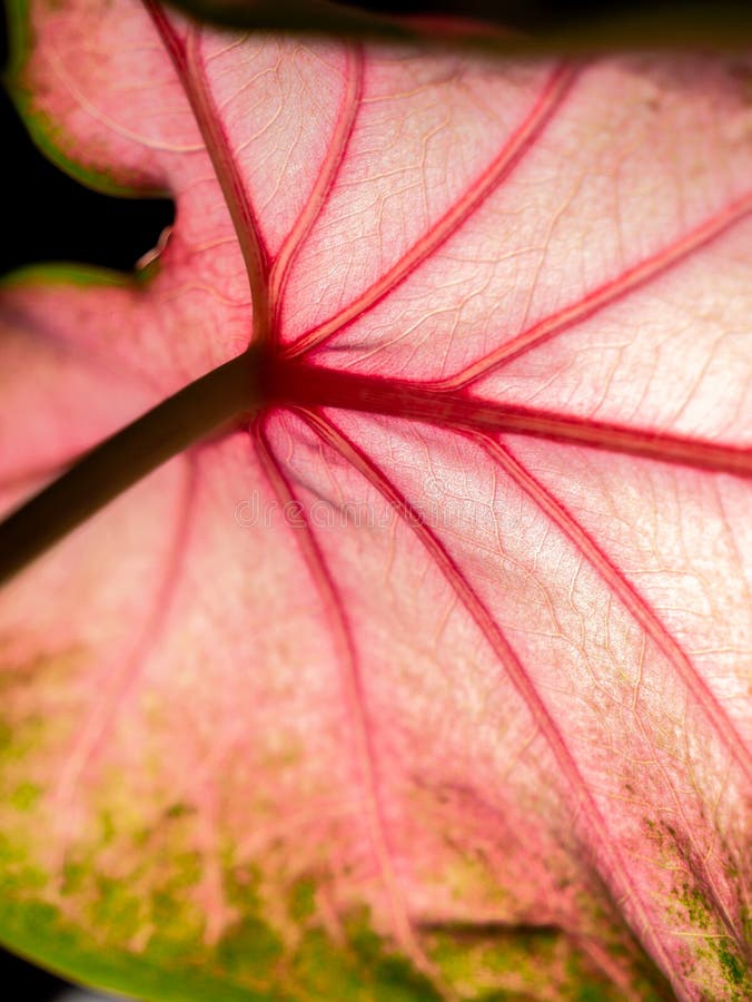 Red Lines on the Fancy Leaved Caladium Growing Stock Image - Image of ...