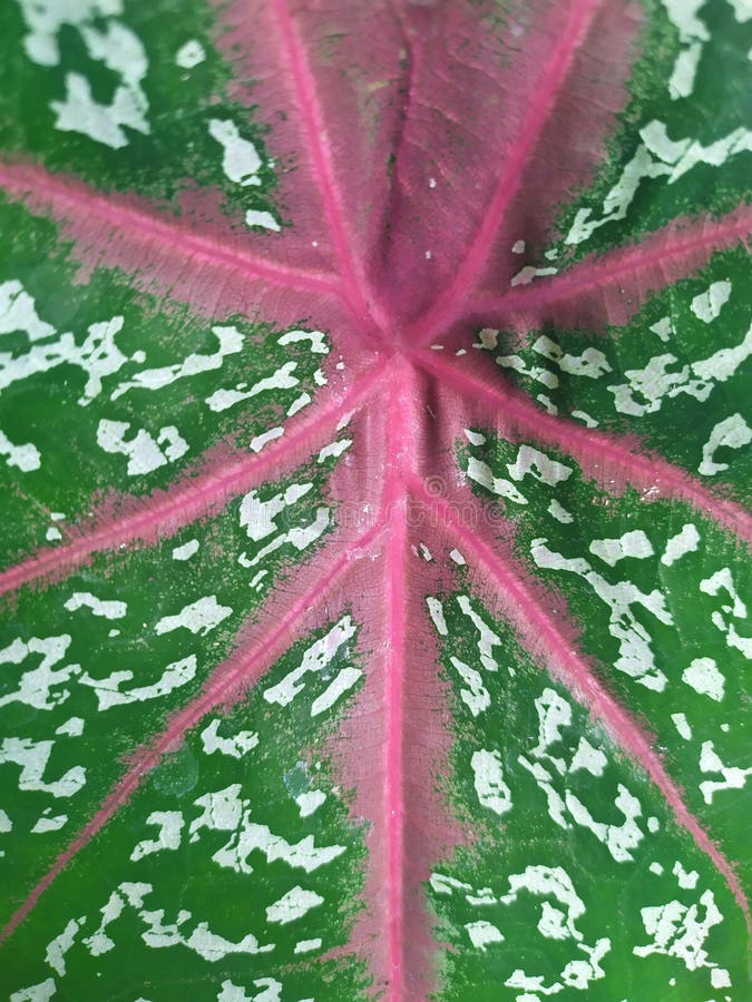 Red lines texture leaf stock photo. Image of leaf, lines - 263160208