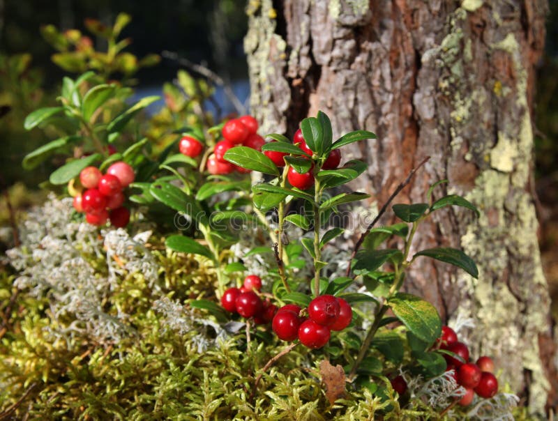 Red Lingonberries Near Pine Tree Stock Image - Image of organic ...