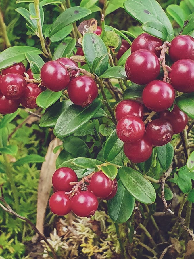 Red Lingonberry in the Forest Stock Image - Image of autumn, great ...