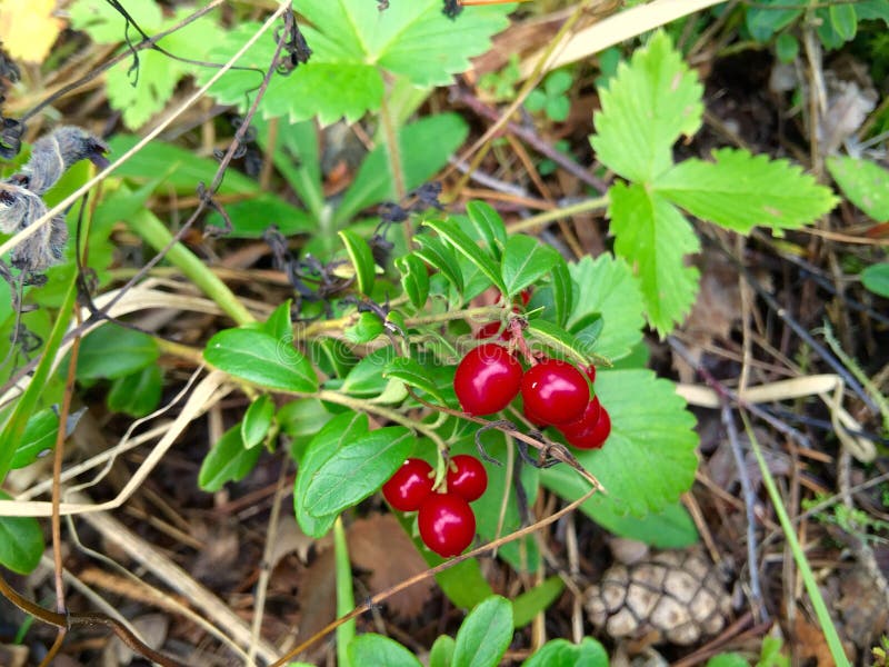 Red lingonberry stock photo. Image of lingonberry, wild - 58626420