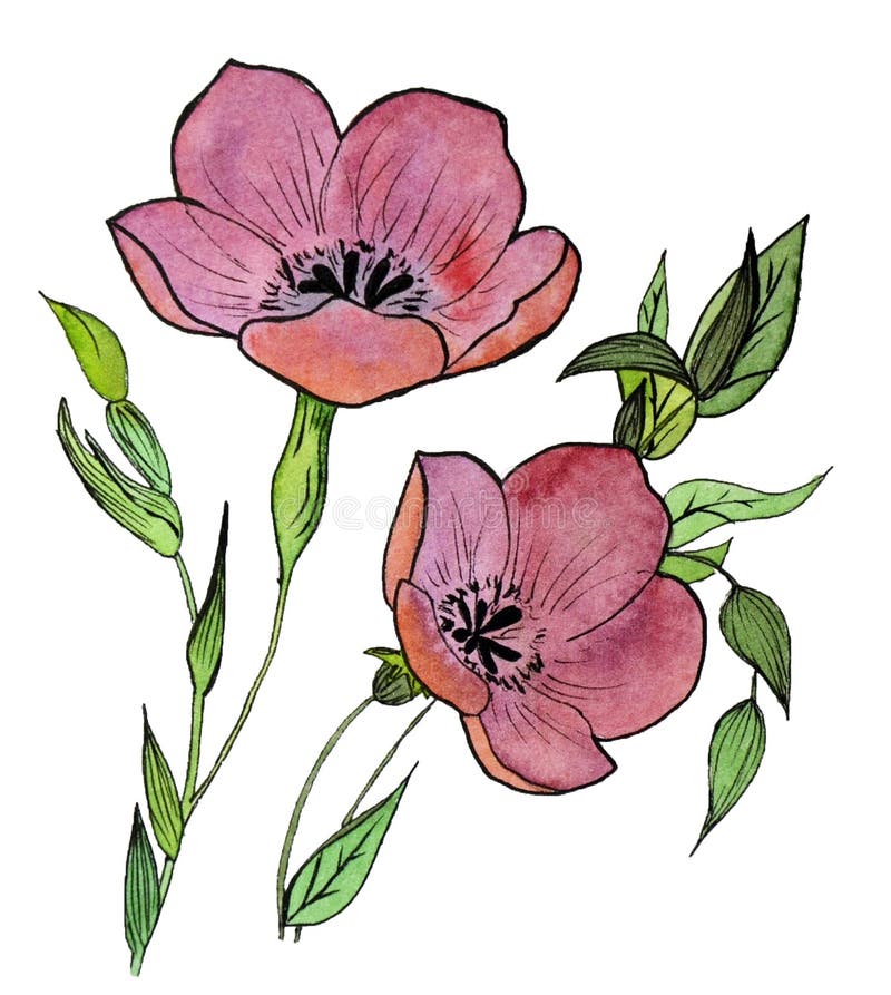 Flaxwatercolor Stock Illustrations – 4 Flaxwatercolor Stock ...