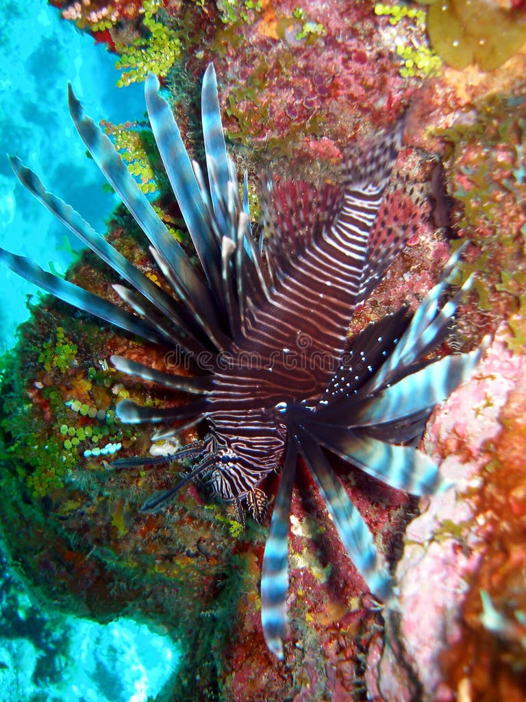 1,808 All Species Fish Stock Photos - Free & Royalty-Free Stock Photos ...