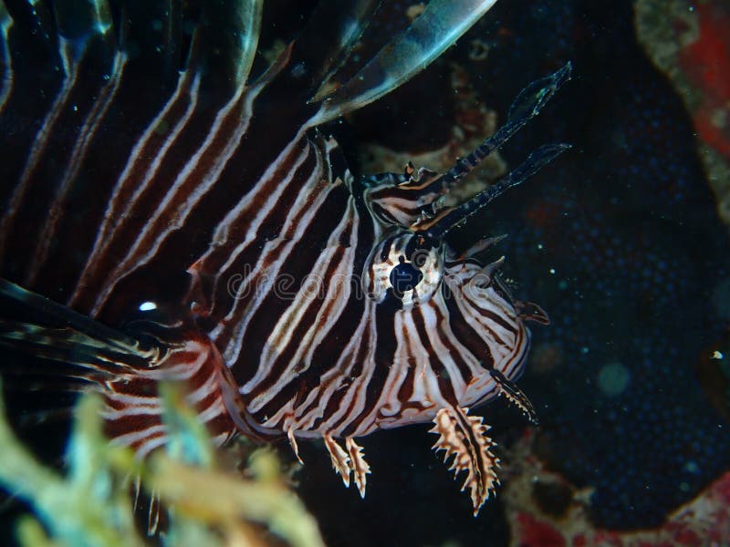 Red Lion Fish Macro World stock photo. Image of lion - 173640898