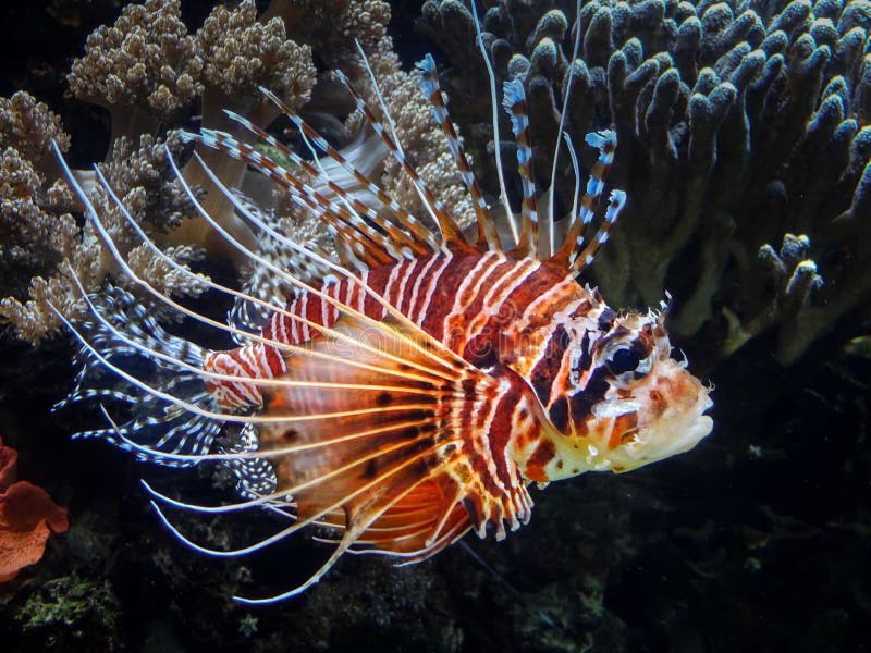 A Red Lion Fish Pterois Volitans in an Aquarium Stock Image - Image of ... A Red Lion Fish Pterois Volitans in an Aquarium Stock Image - Image of ...