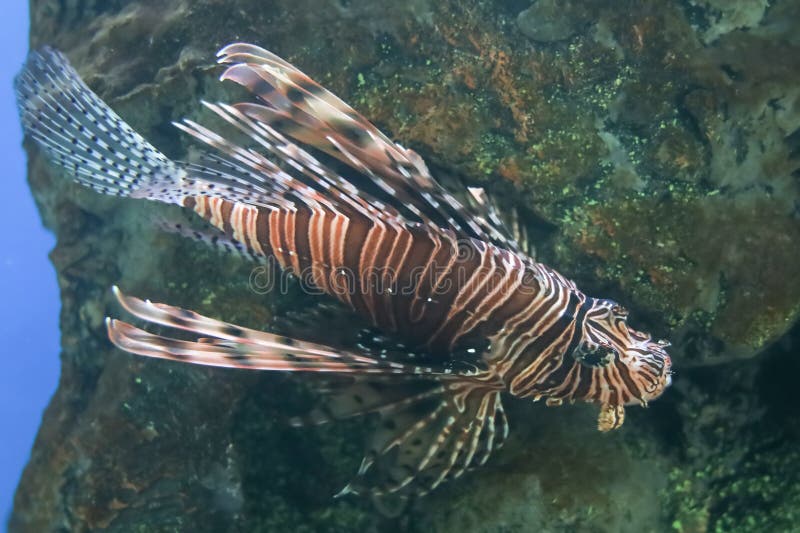 The red lion fish in water stock photo. Image of natural - 320389174