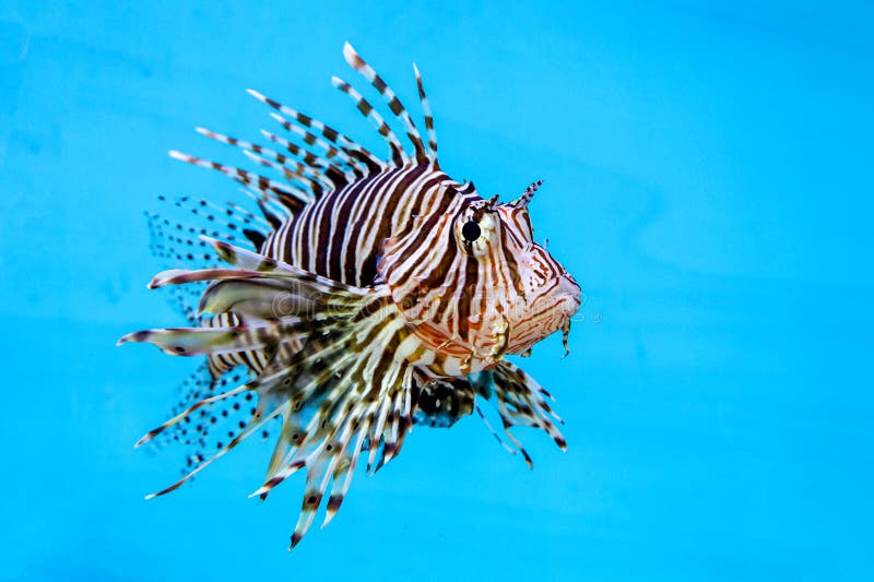 The Red Lion Fish in Water on Blue Background Stock Photo - Image of ...